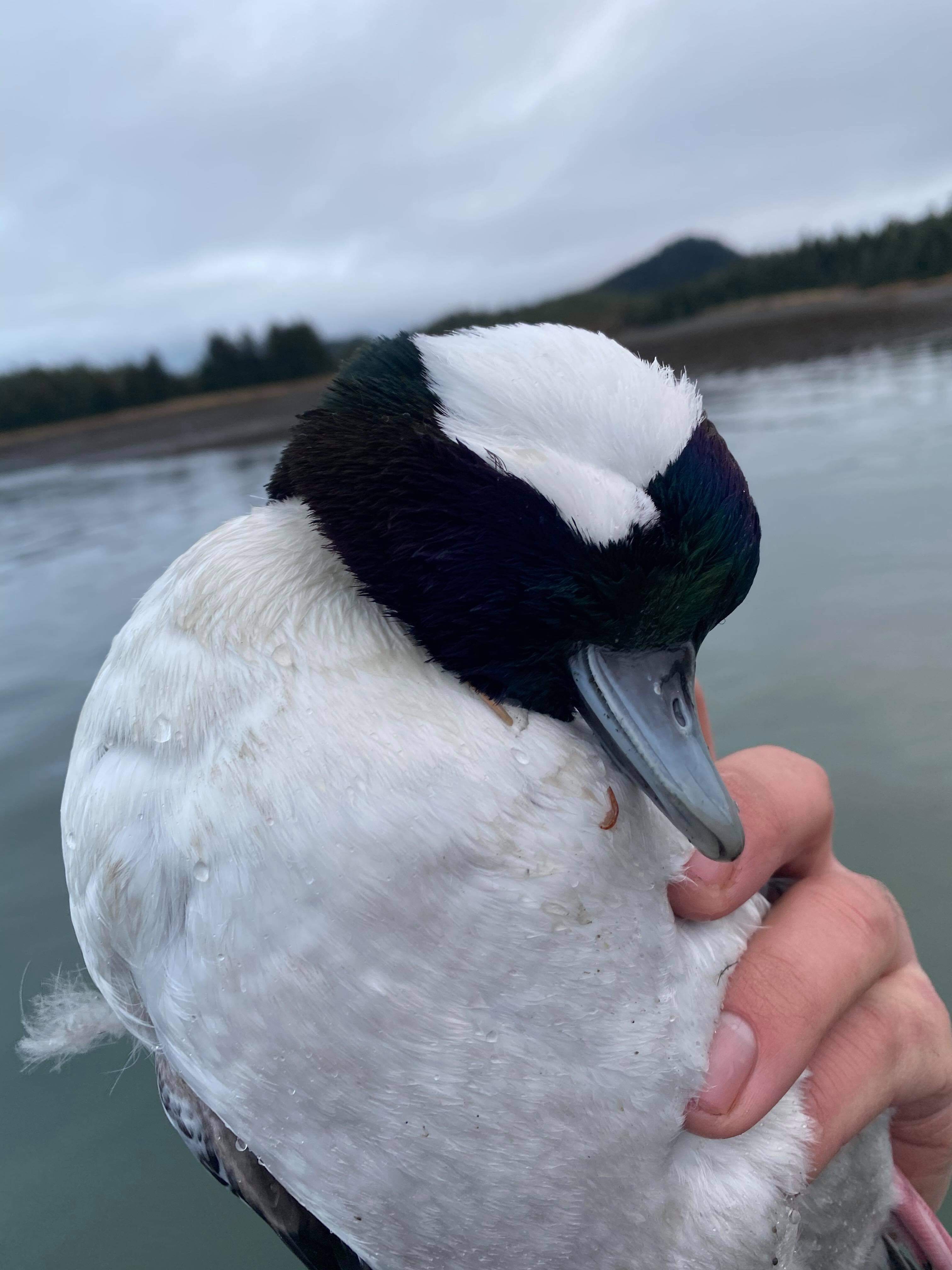 AK Forever Wild Outfitters – Experience World class salmon fishing ...